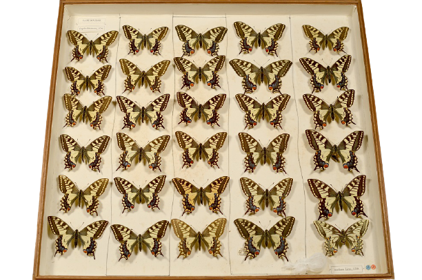 News | The Elgood Collection