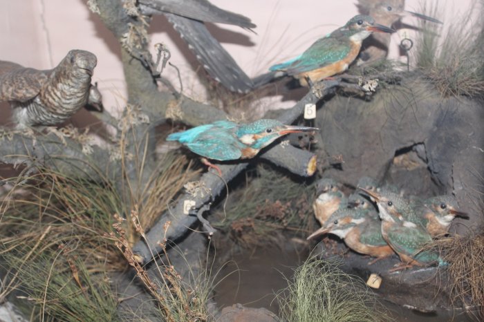 News | John Peck and his connections with Wisbech Museum